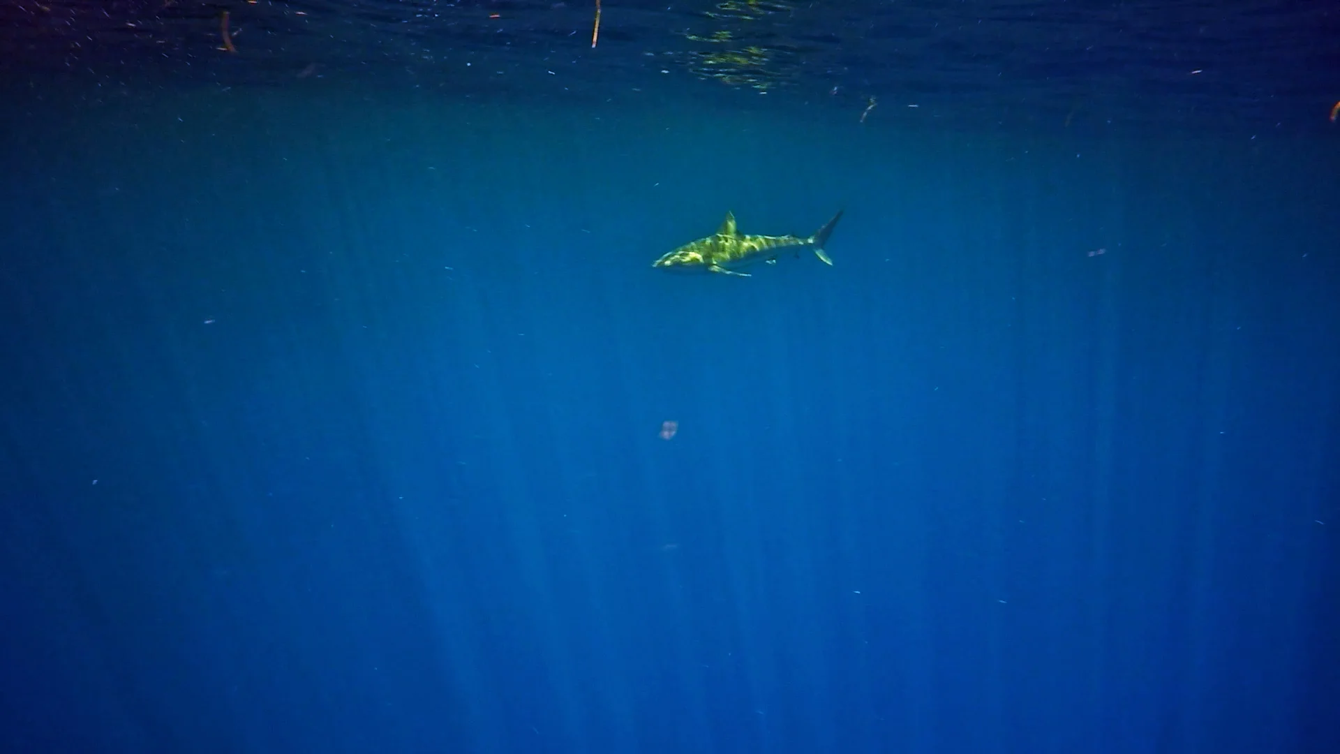 Amazing Photos of Forfar Field Station, The Bahamas — International ...