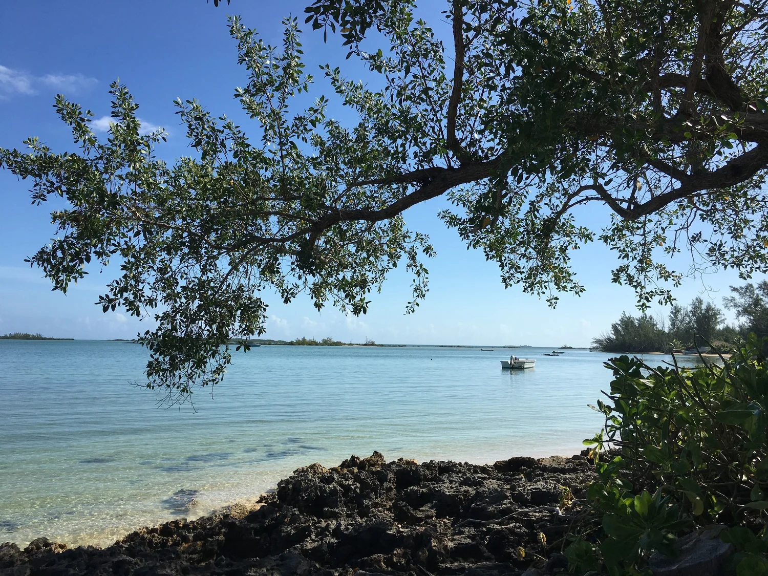 Gap Year in The Bahamas- Marine Science — International Field Studies, Inc.