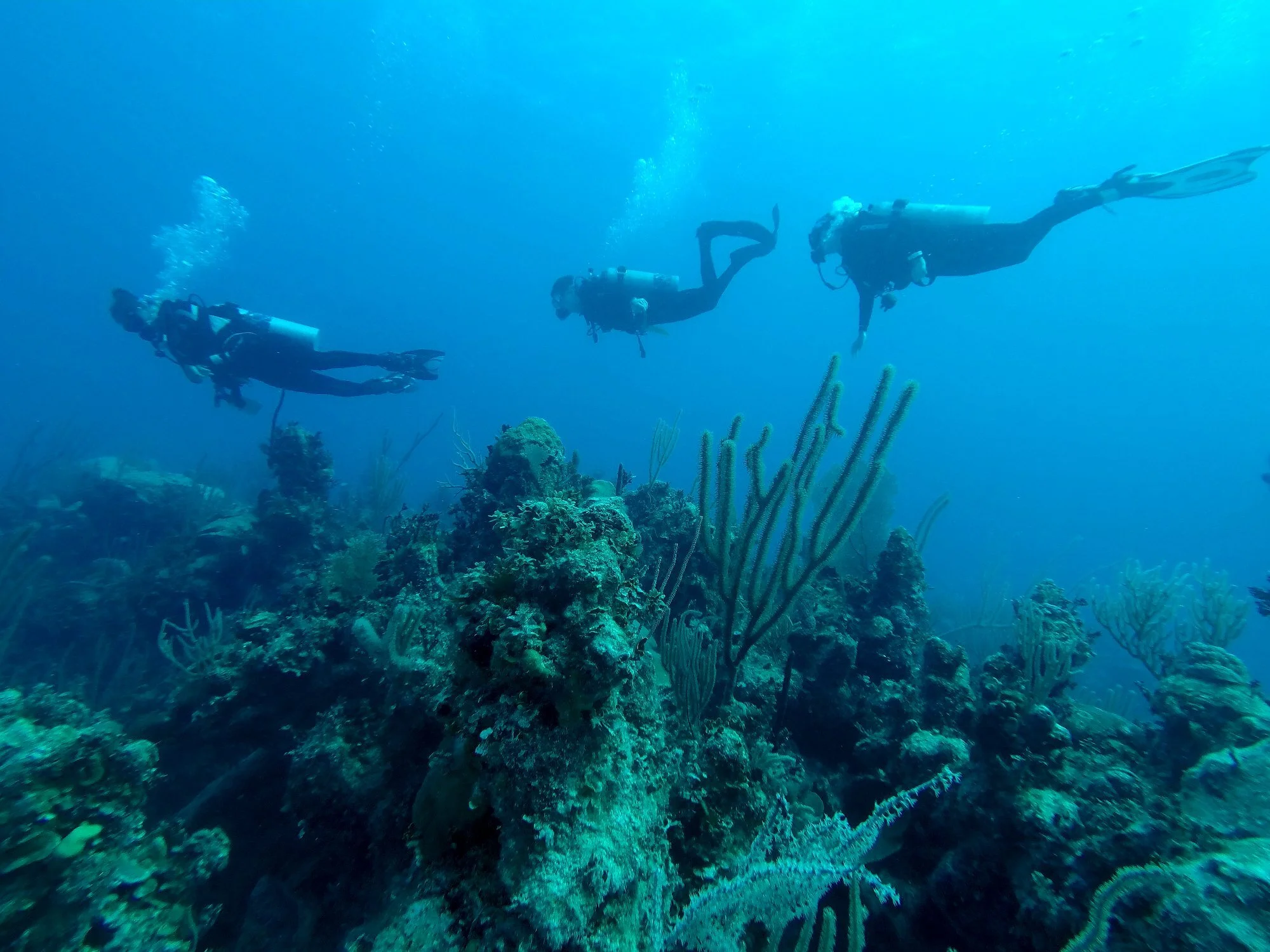 Gap Year in The Bahamas- Marine Science — International Field Studies, Inc.