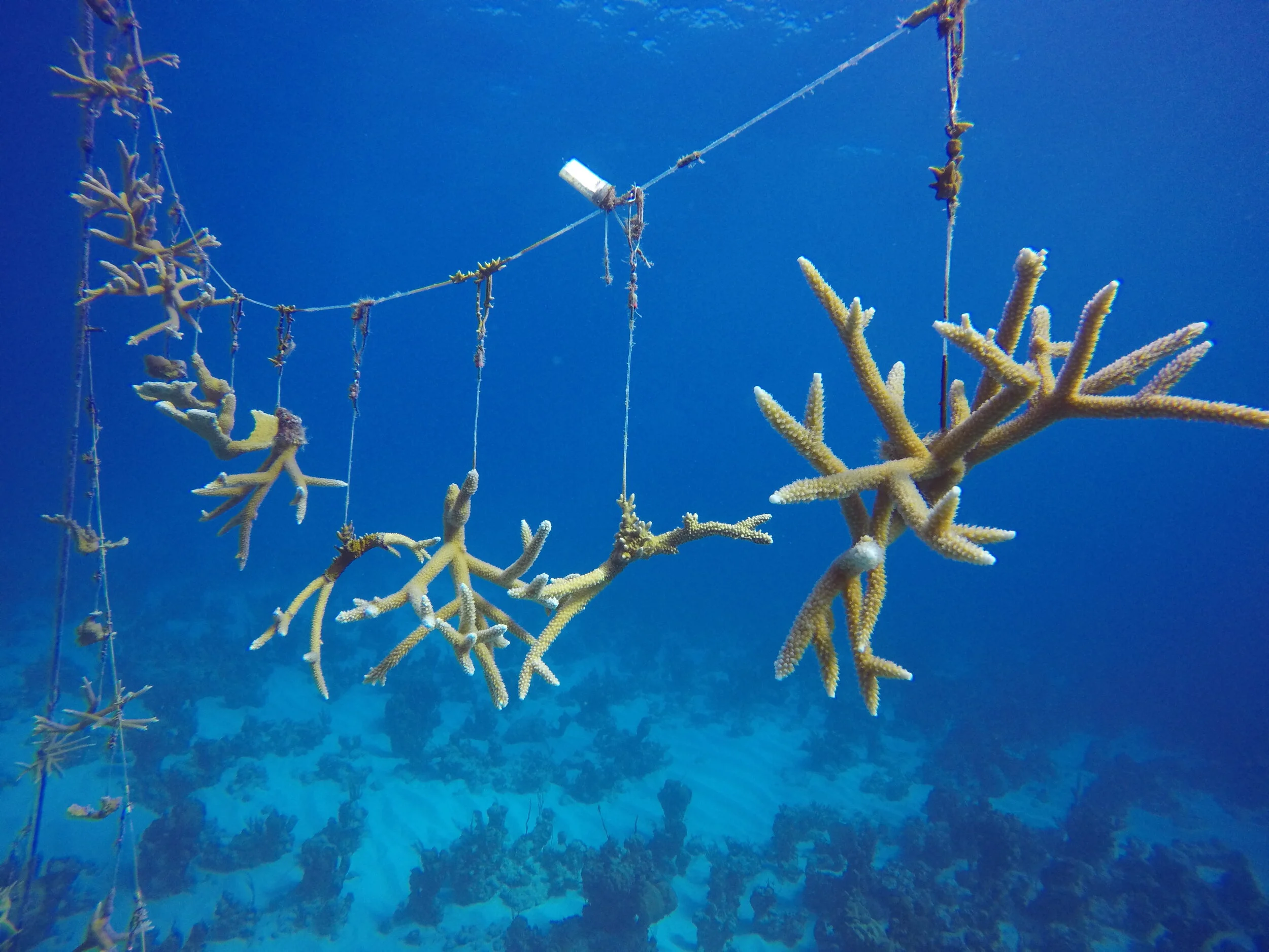 Coral Propagation at Forfar Field Station: Update, March 2020 ...