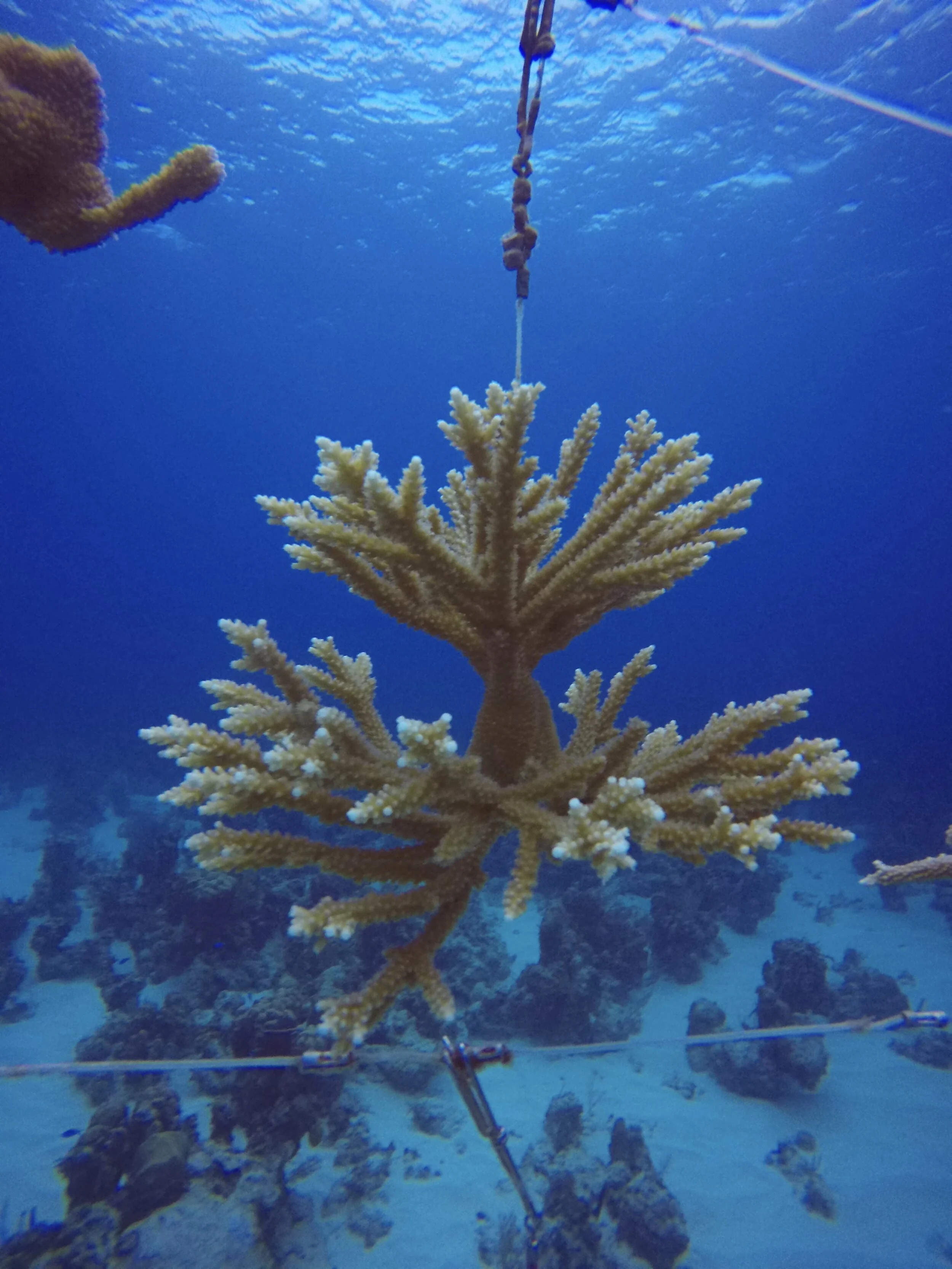 Coral Propagation at Forfar Field Station: Update, March 2020 ...