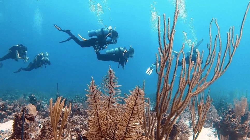 Diving at Forfar — International Field Studies, Inc.