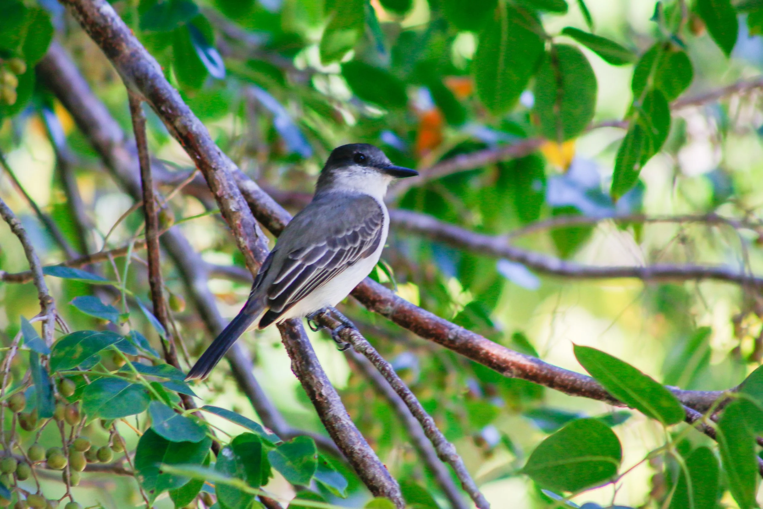 Birding Tour - Andros Island - The Bahamas — International Field ...