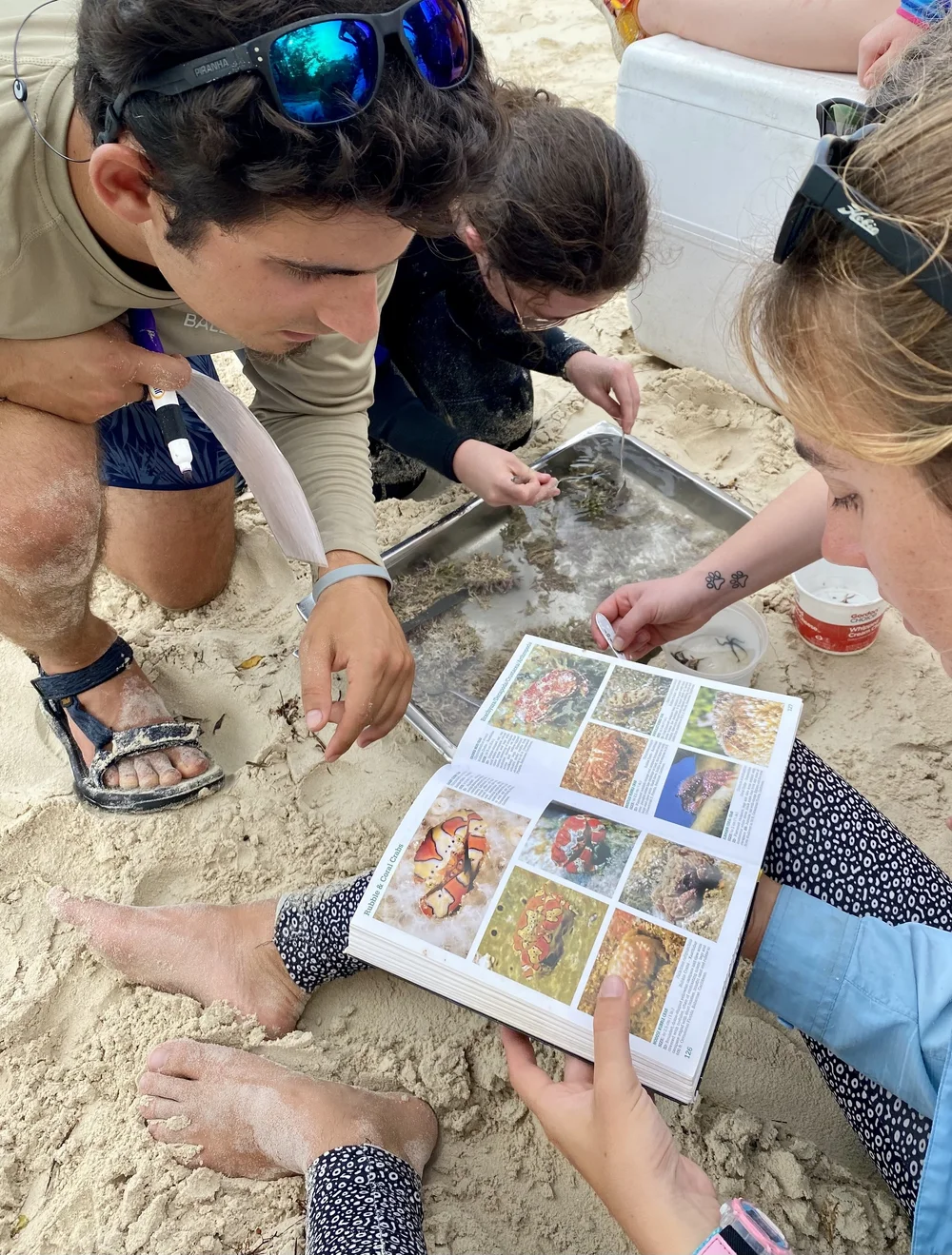 Exploring Marine Science and Diving — International Field Studies, Inc.