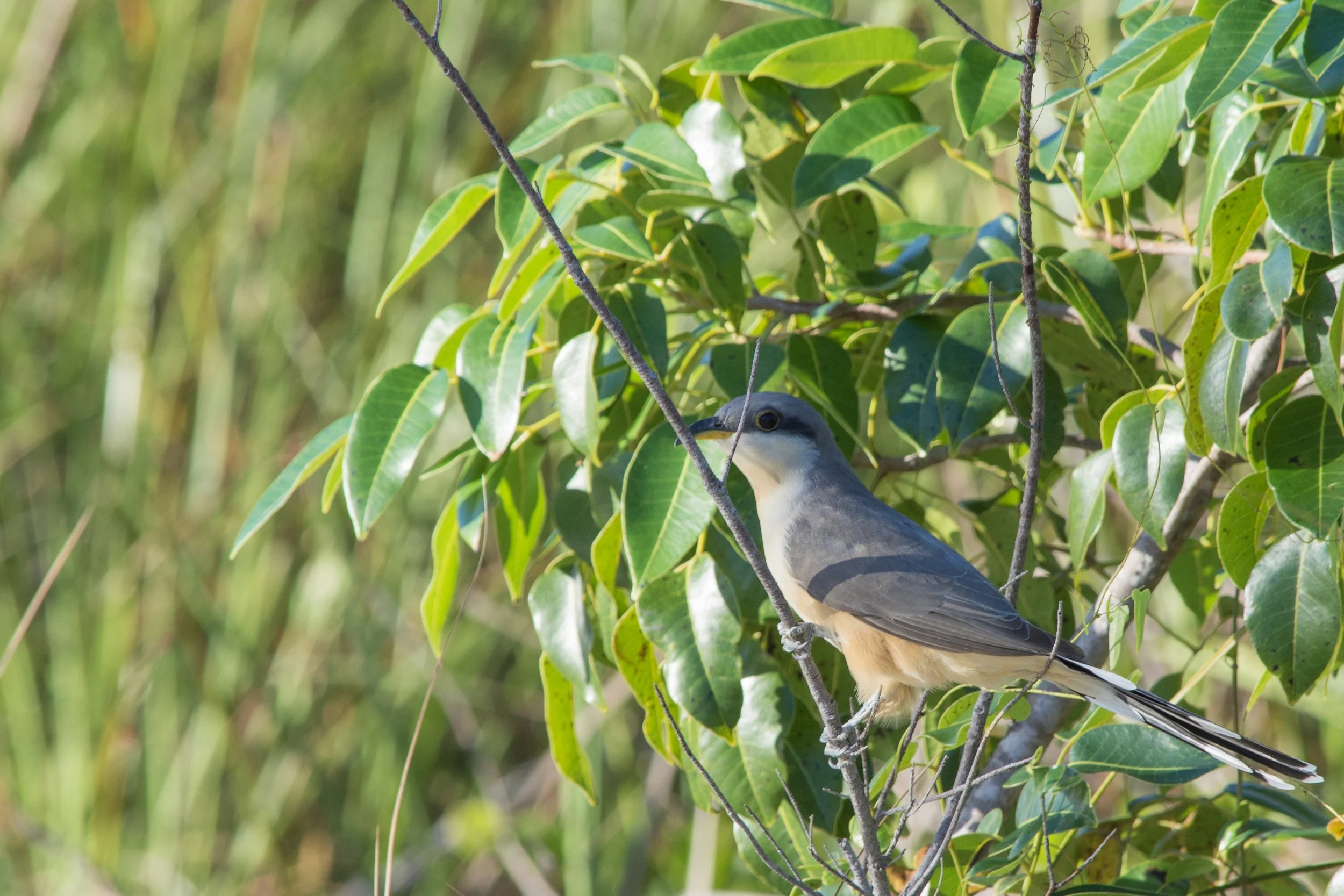 Bird Tour in The Bahamas — International Field Studies, Inc.