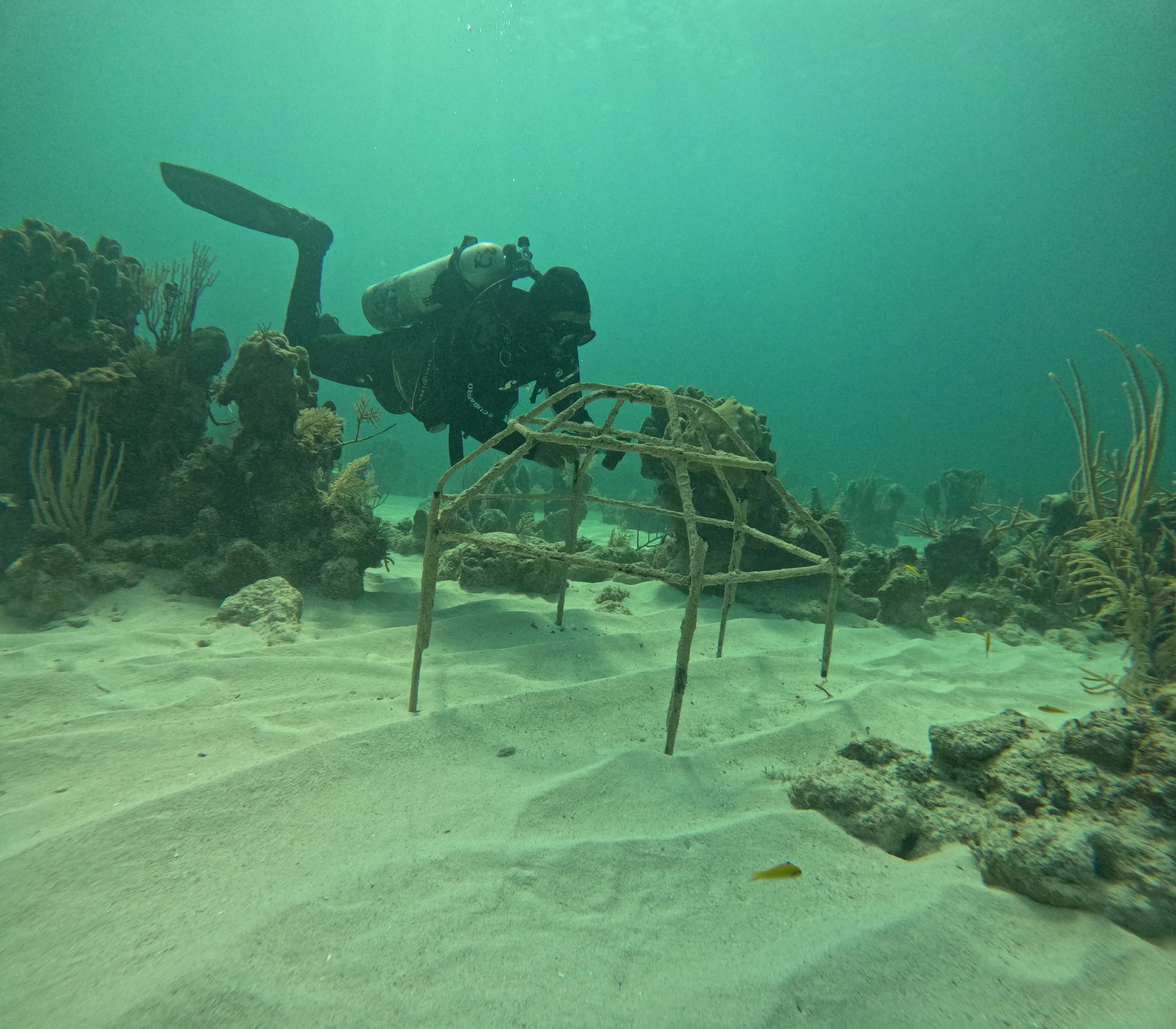 Coral Conservation with Reef Rescue Network — International Field ...