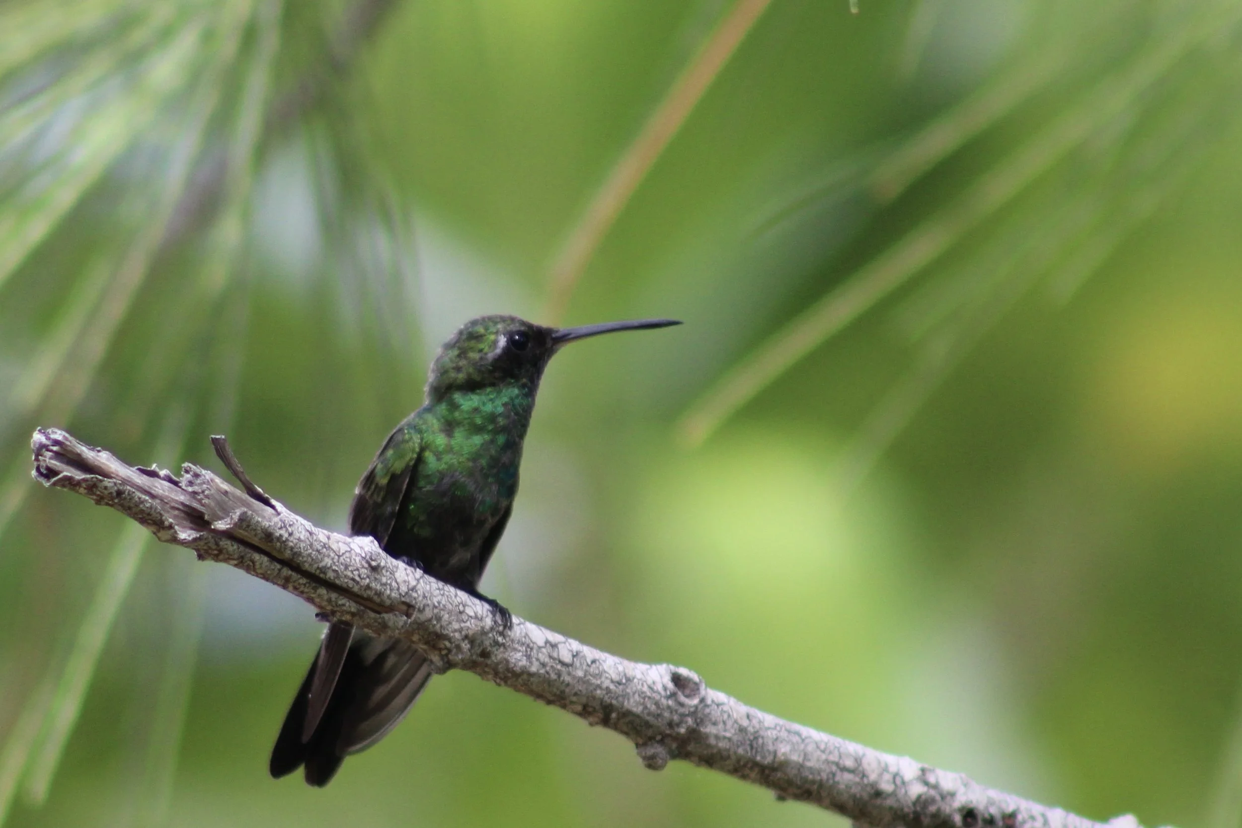 Birding Tour - Andros Island - The Bahamas — International Field ...