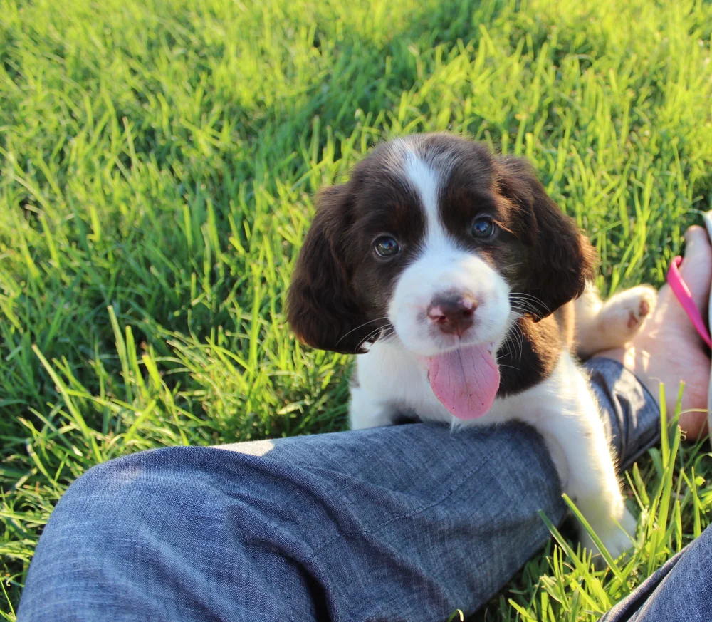 Tri Colored Springer Spaniel Puppies