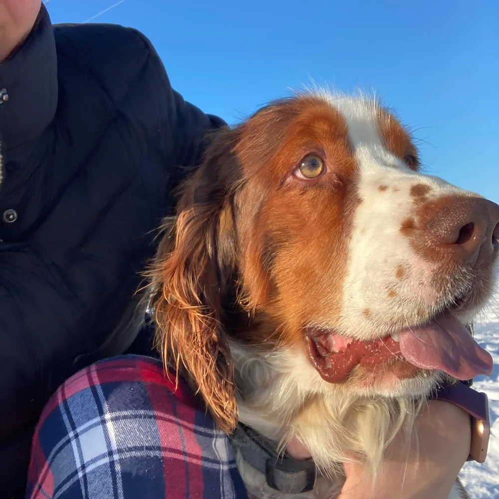 English Springer Spaniel Red And White