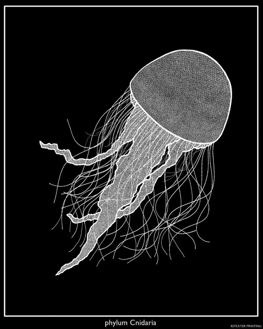 Phylum Cnidaria