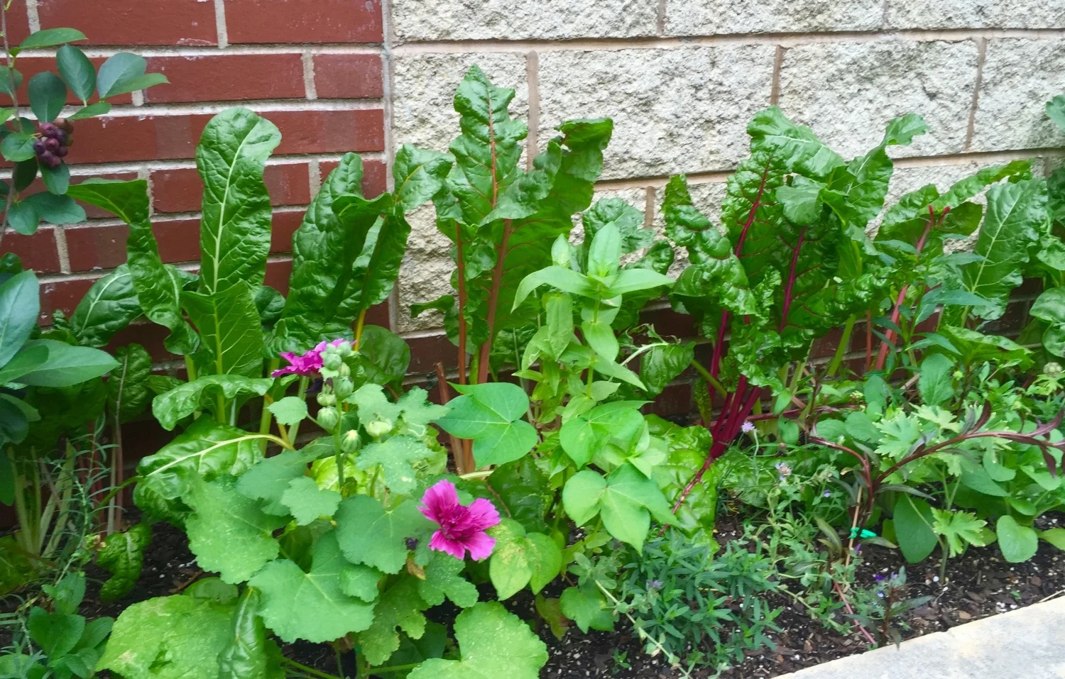 Greater Philly Community Garden Projects | City Garden Guru