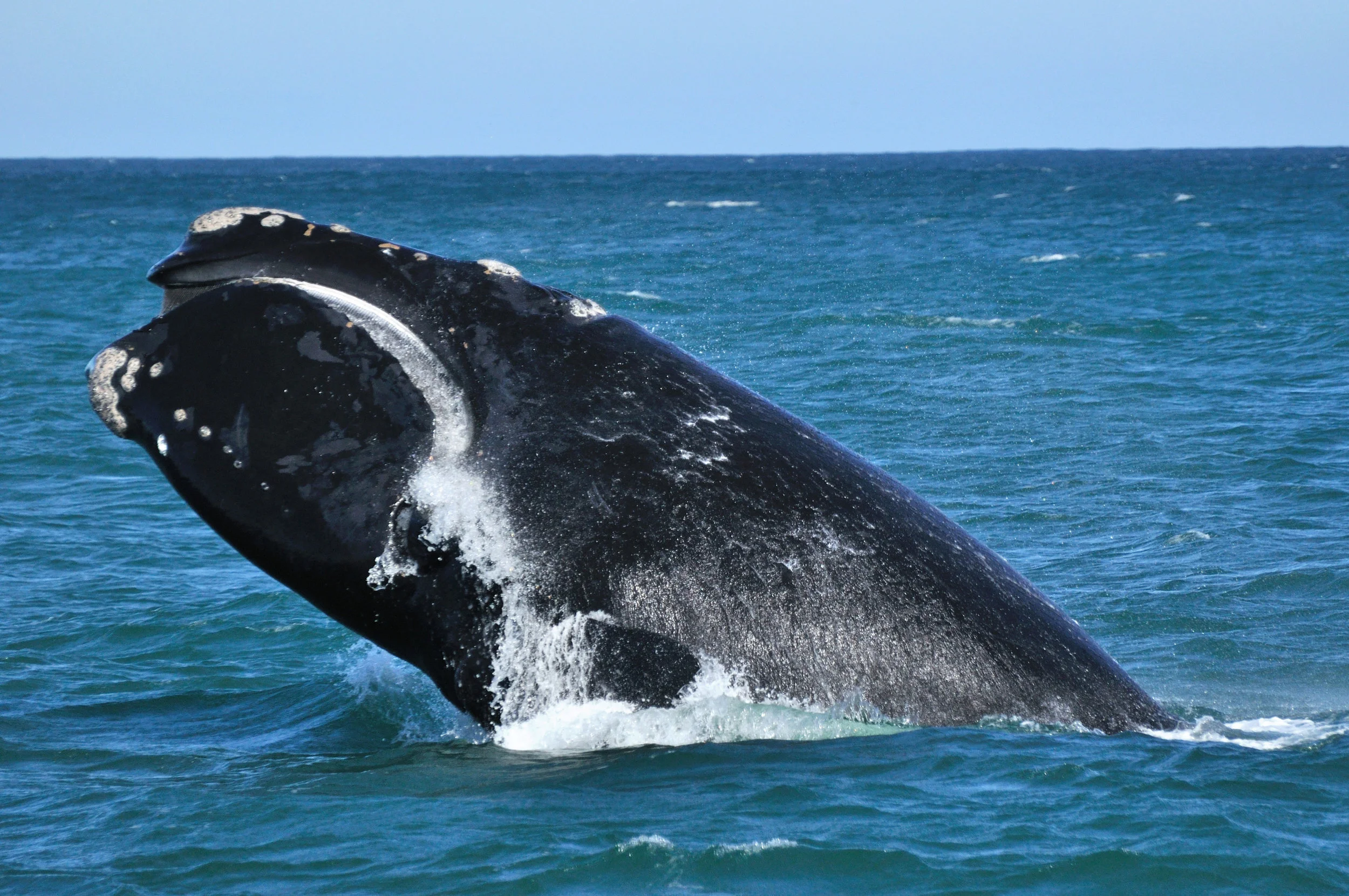 Southern Ocean Adventure Tour | Victor Harbor Boat Tours | Winter Whale ...