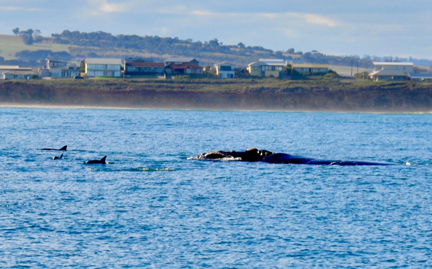 Whale Log — The Big Duck Boat Tours