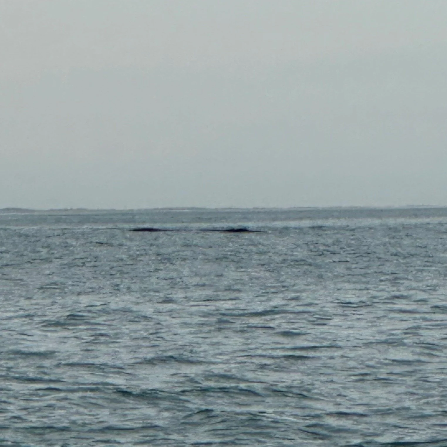 Whale Log — The Big Duck Boat Tours