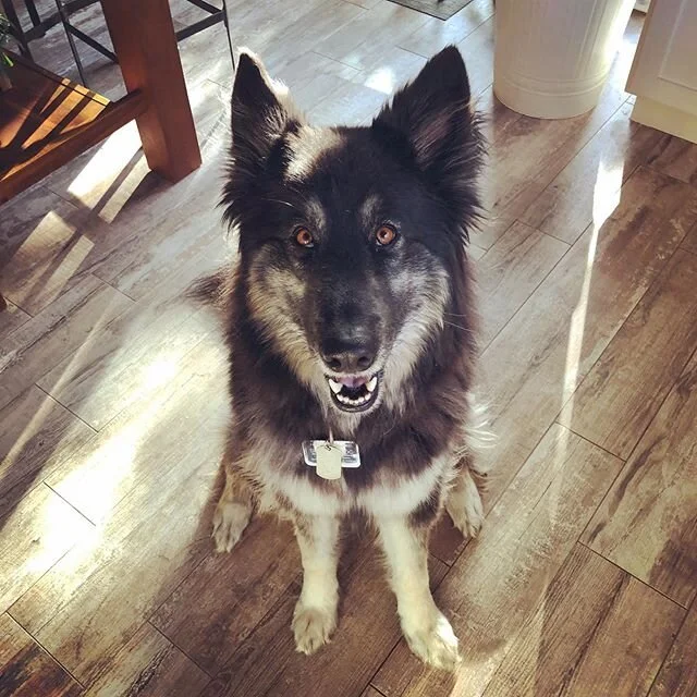 Shane Alexander Music