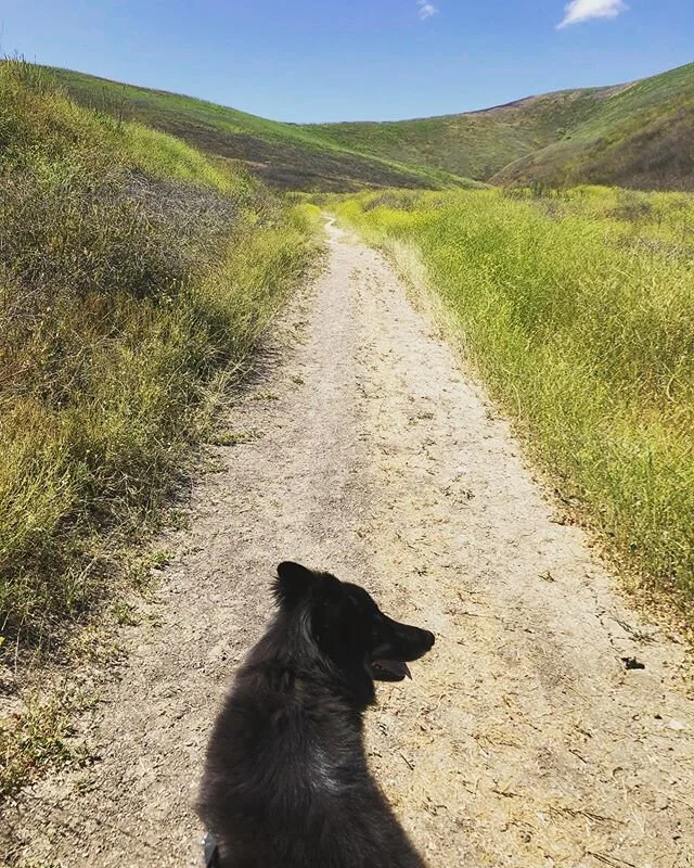 Shane Alexander Music