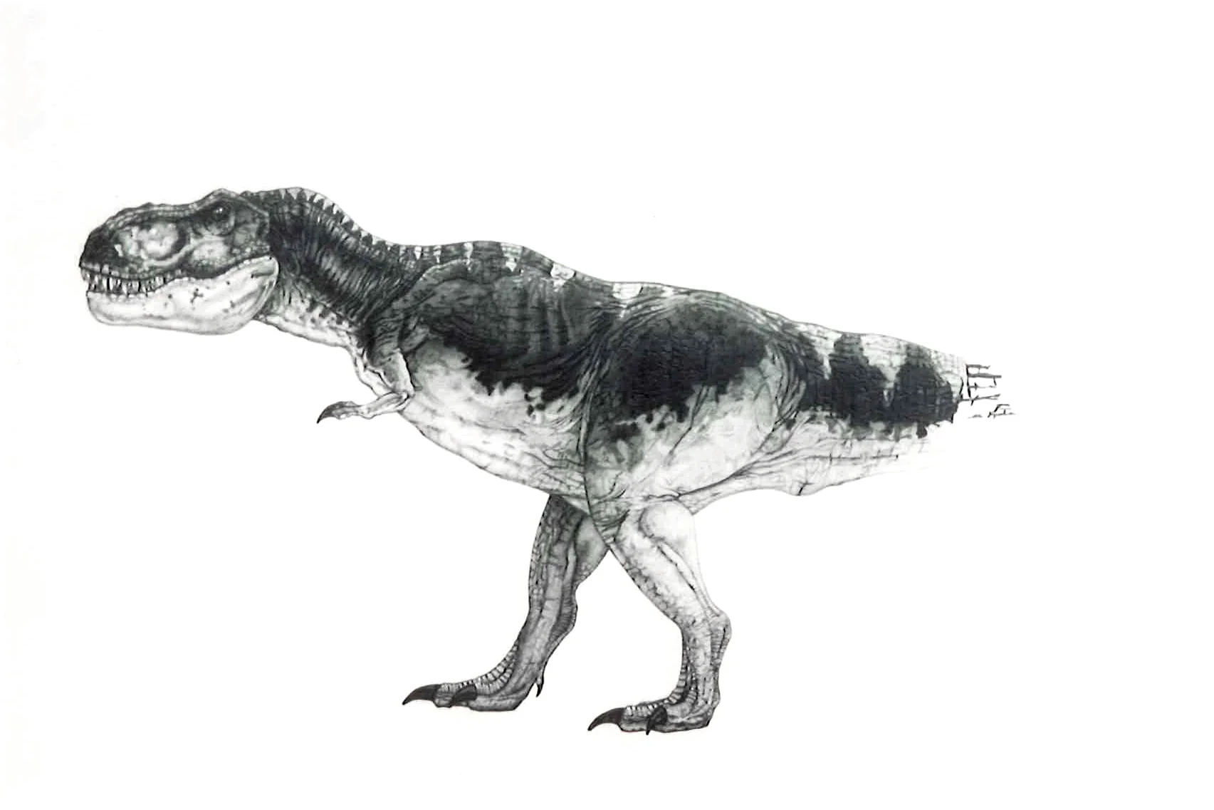T Rex Drawings In Pencil