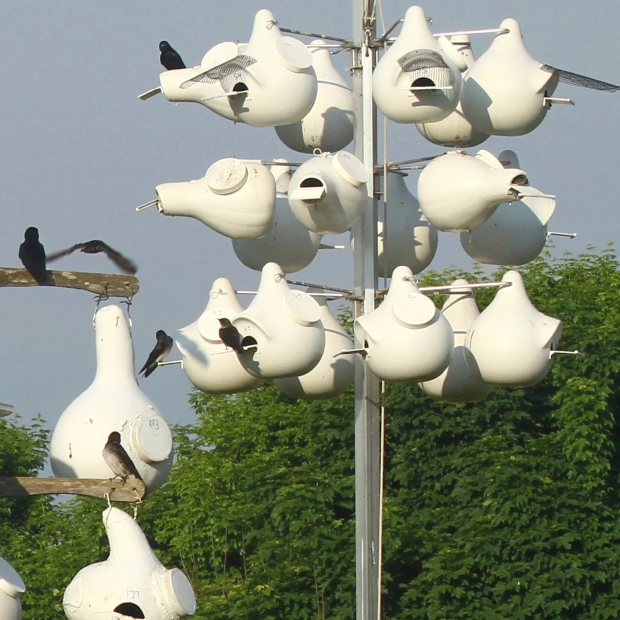 ChirpyNest @ Peaceful Valley Purple Martins My Purple Martin Colony ...