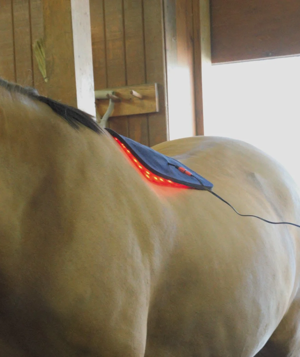 According to "Gospel"...Equine Light Therapy®-Canine Light ...