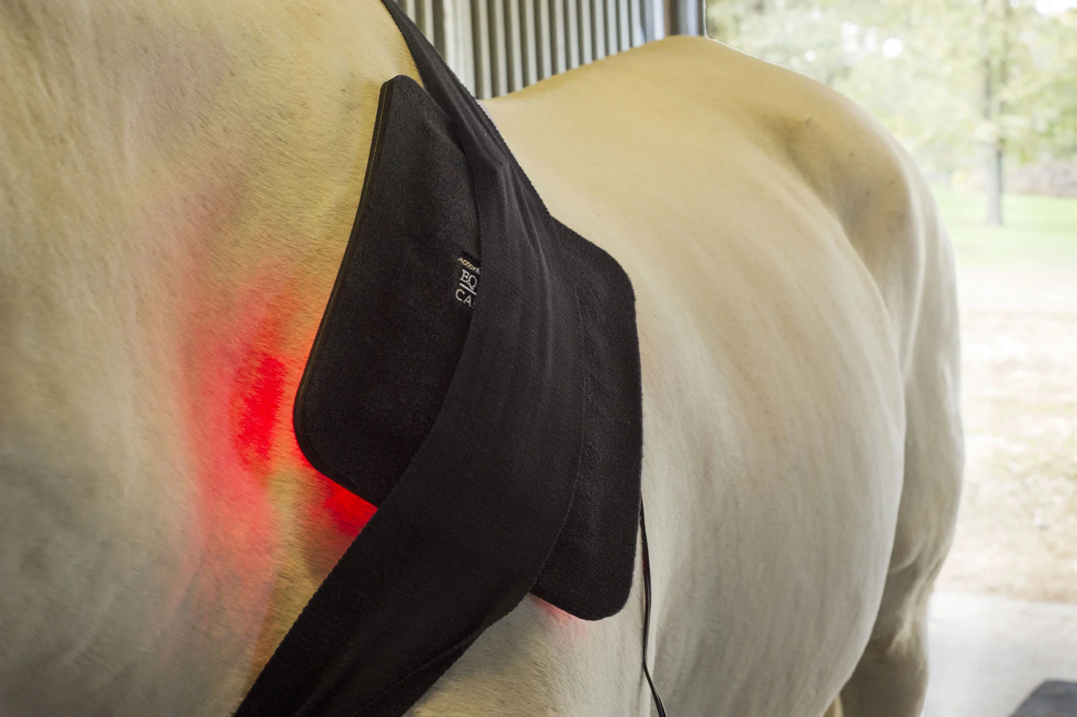 According to "Gospel"...Equine Light Therapy®-Canine Light ...