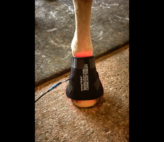 According to "Gospel"...Equine Light Therapy®-Canine Light ...