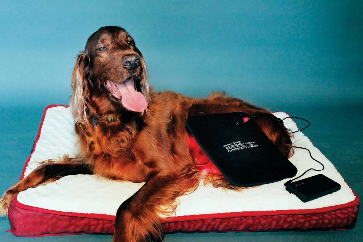 According to "Gospel"...Equine Light Therapy®-Canine Light ...