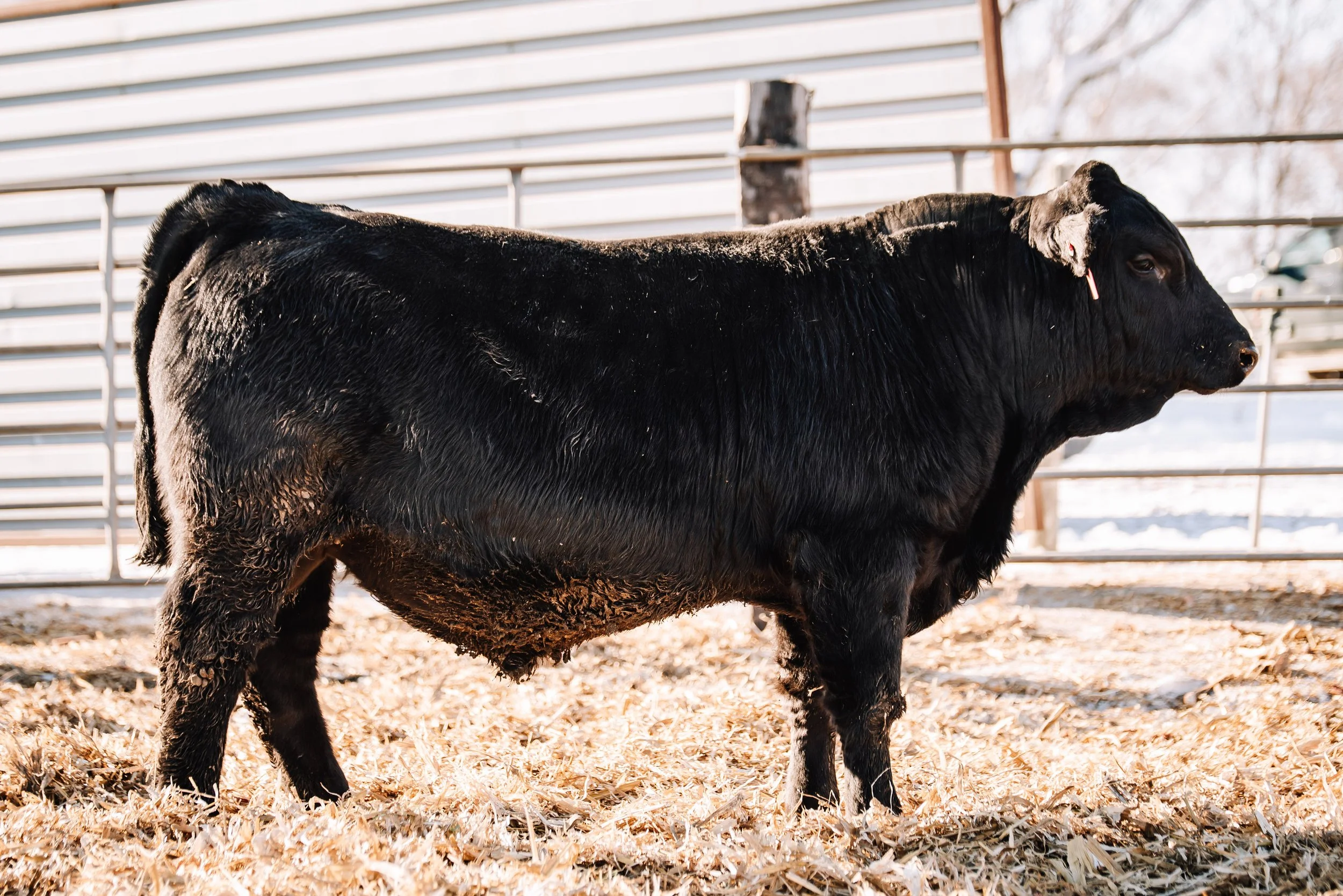 For Sale — Thull Gelbvieh