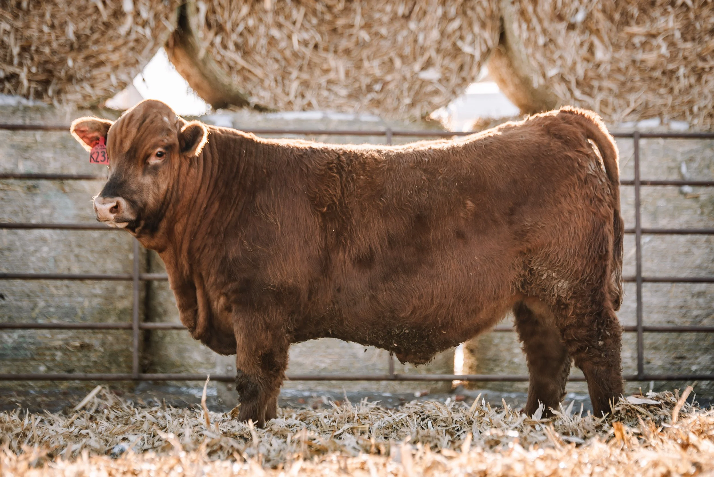 For Sale — Thull Gelbvieh