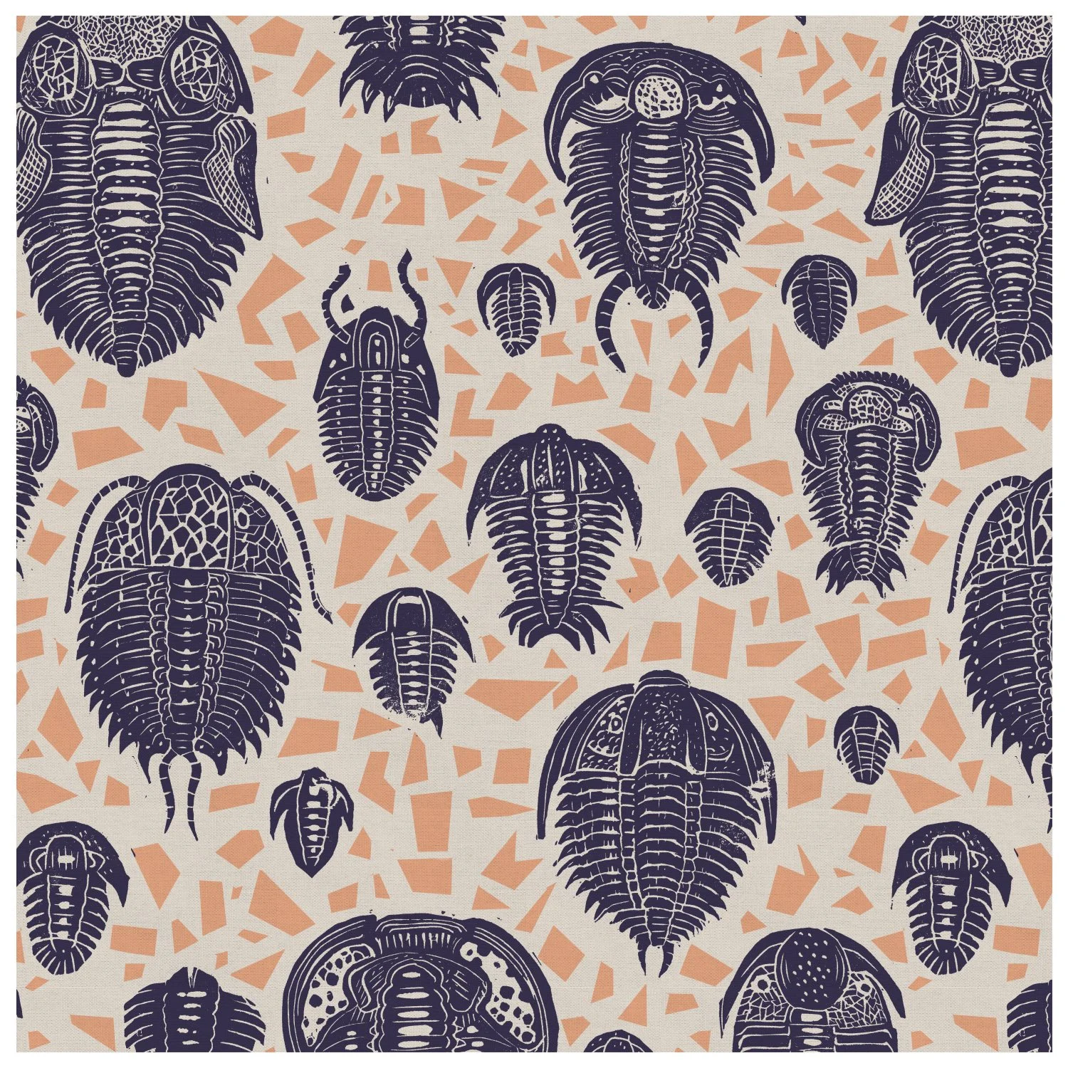 Trilobite Fossils — JONATHAN EMMERSON