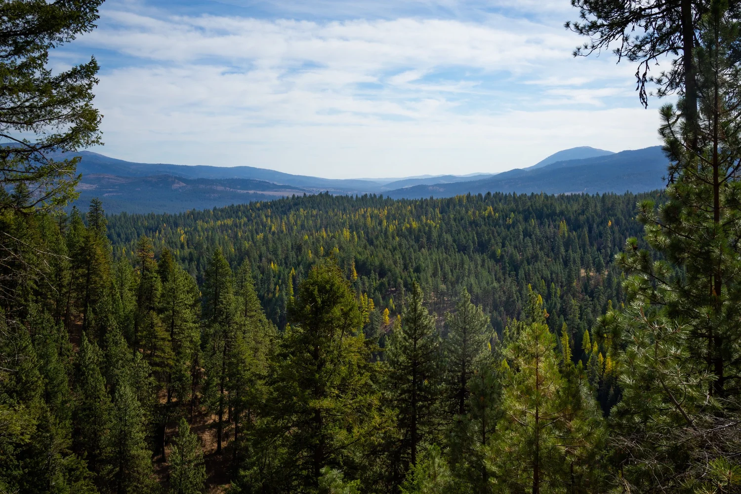 We won! Big trees protected across 7 million acres of national ...