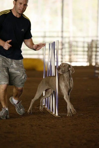 About — Veterinary Behavior Consultations, LLC