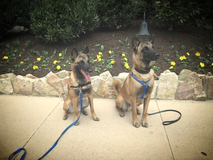 About — Veterinary Behavior Consultations, LLC