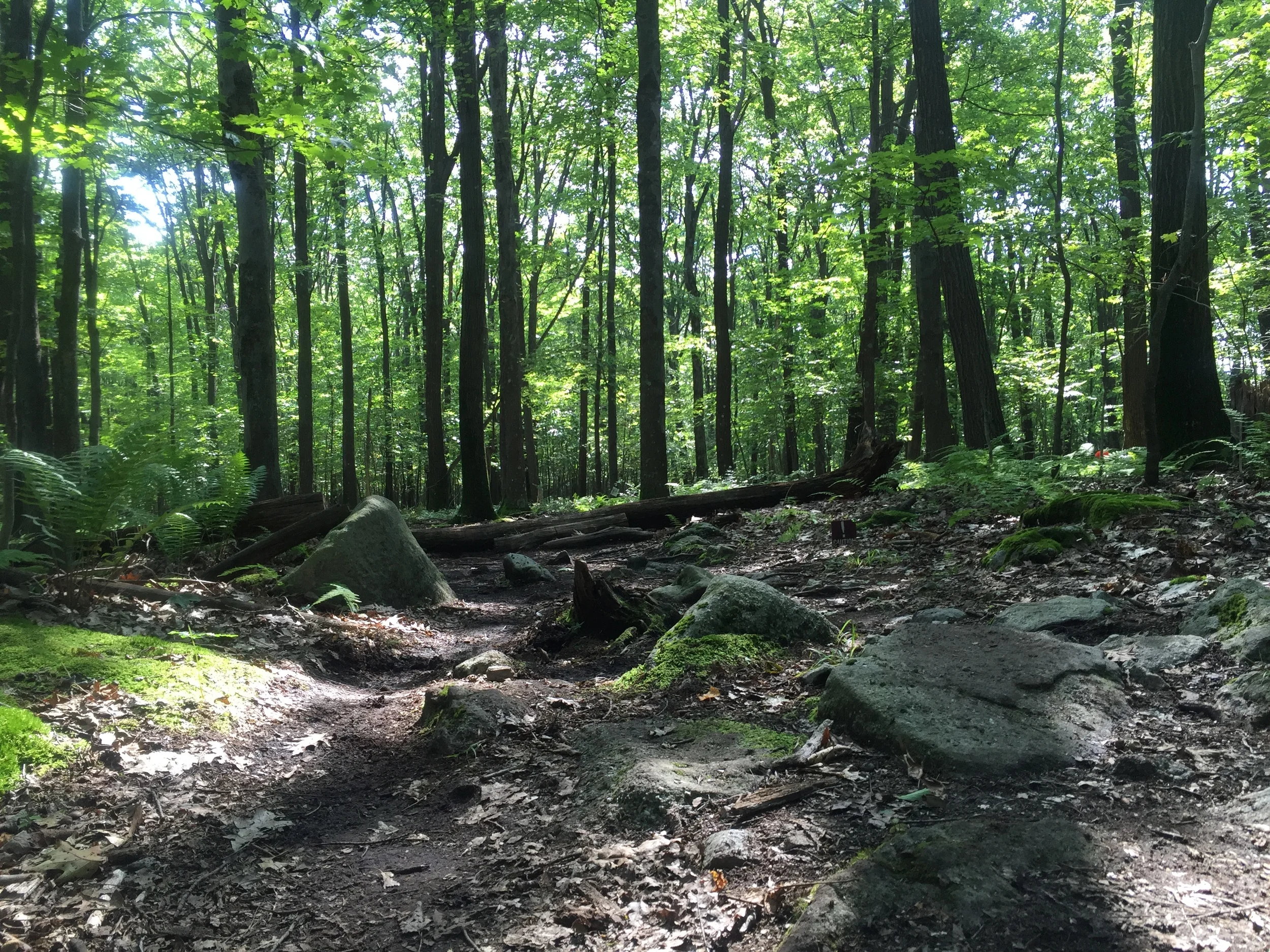 Ragnar Trail Appalachians Relay Report — Mountain Ridge Physical Therapy