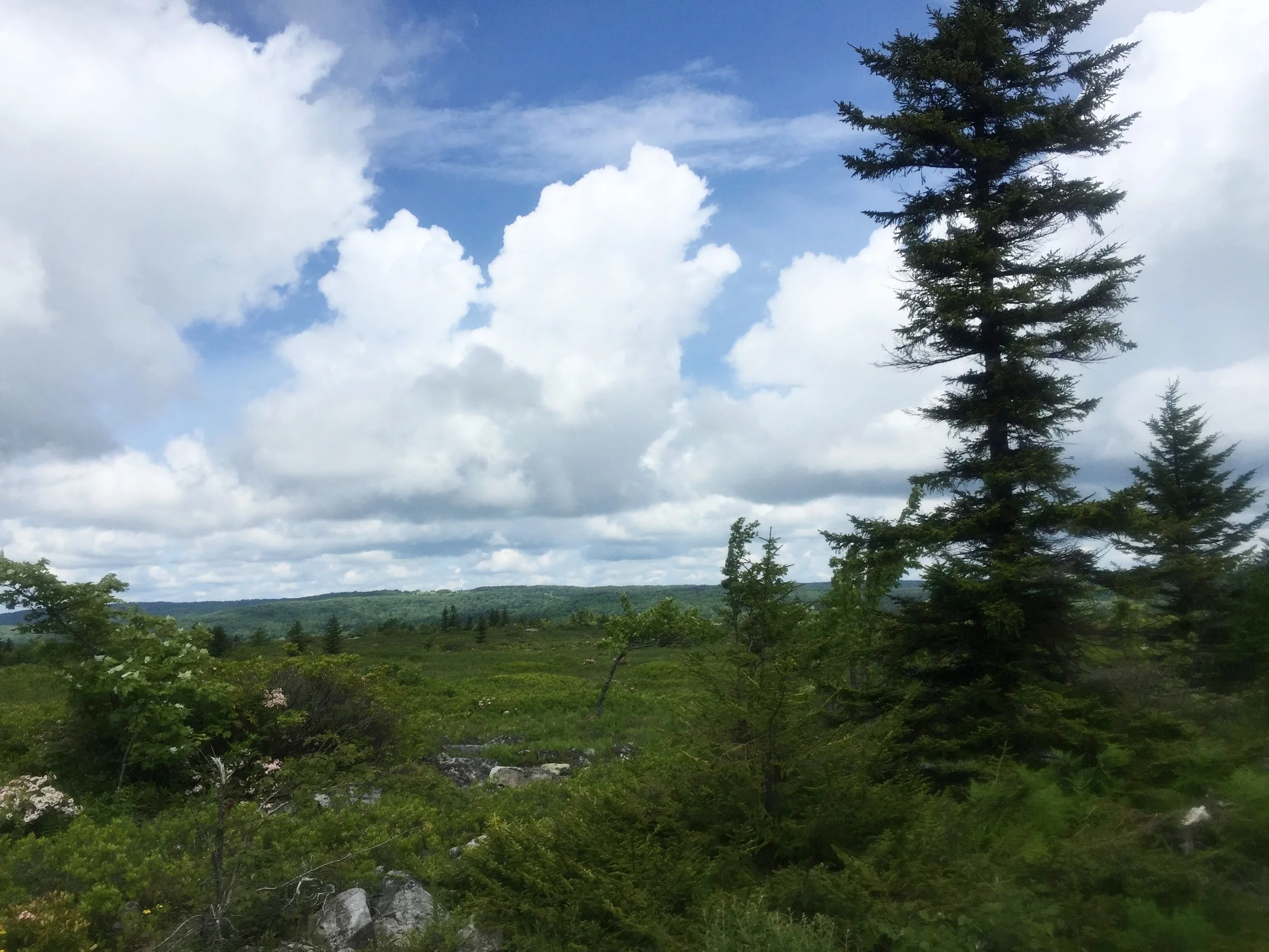 Highlands Sky 40 Mile Trail Race Report — Mountain Ridge Physical Therapy