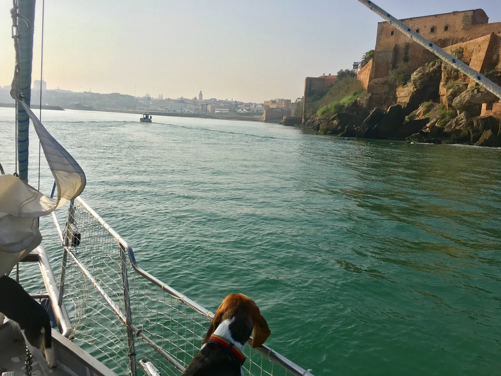 How to Sail with Dogs - Pets on Board — Navigate Content
