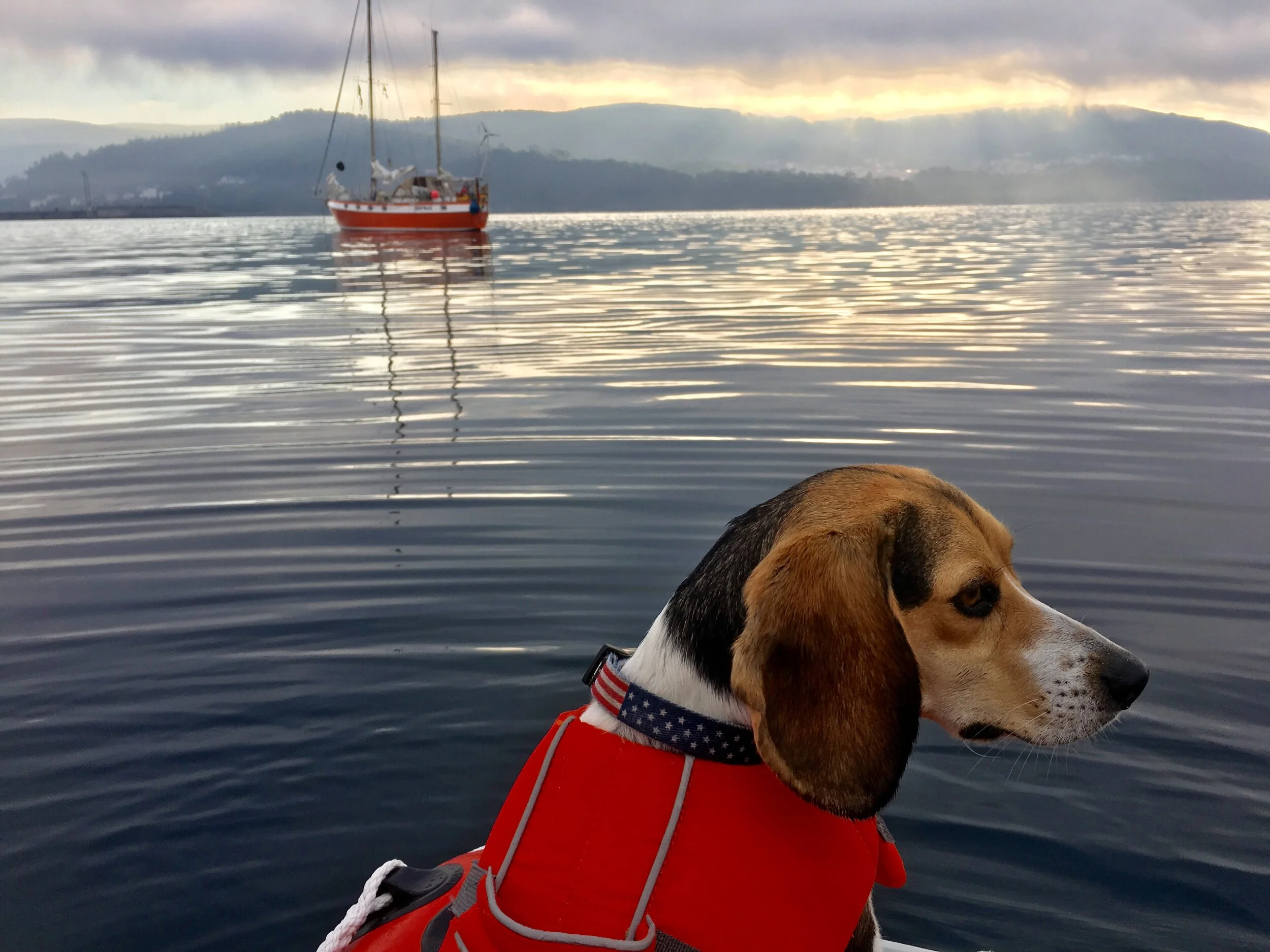 How to Sail with Dogs - Pets on Board — Navigate Content