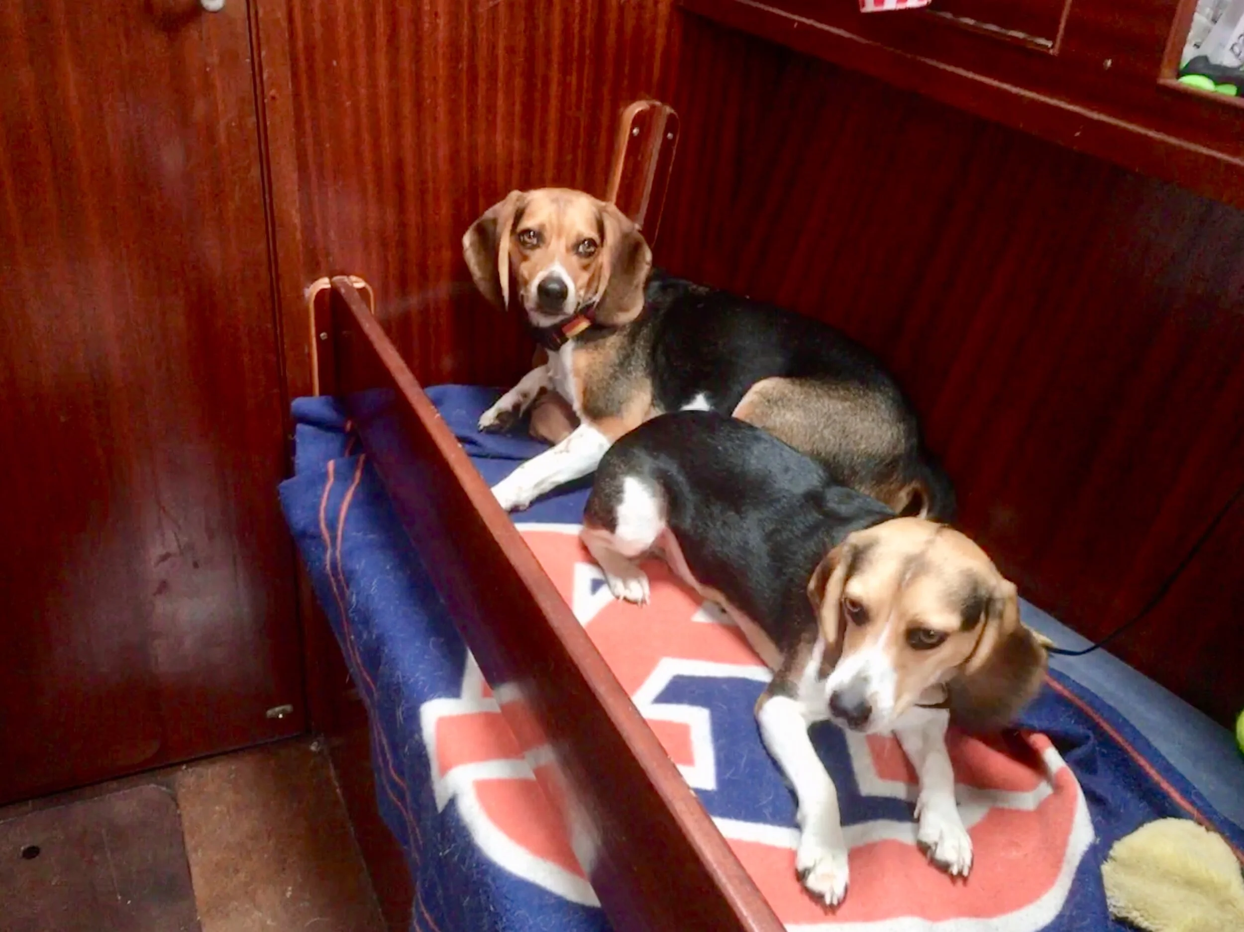 How to Sail with Dogs - Pets on Board — Navigate Content