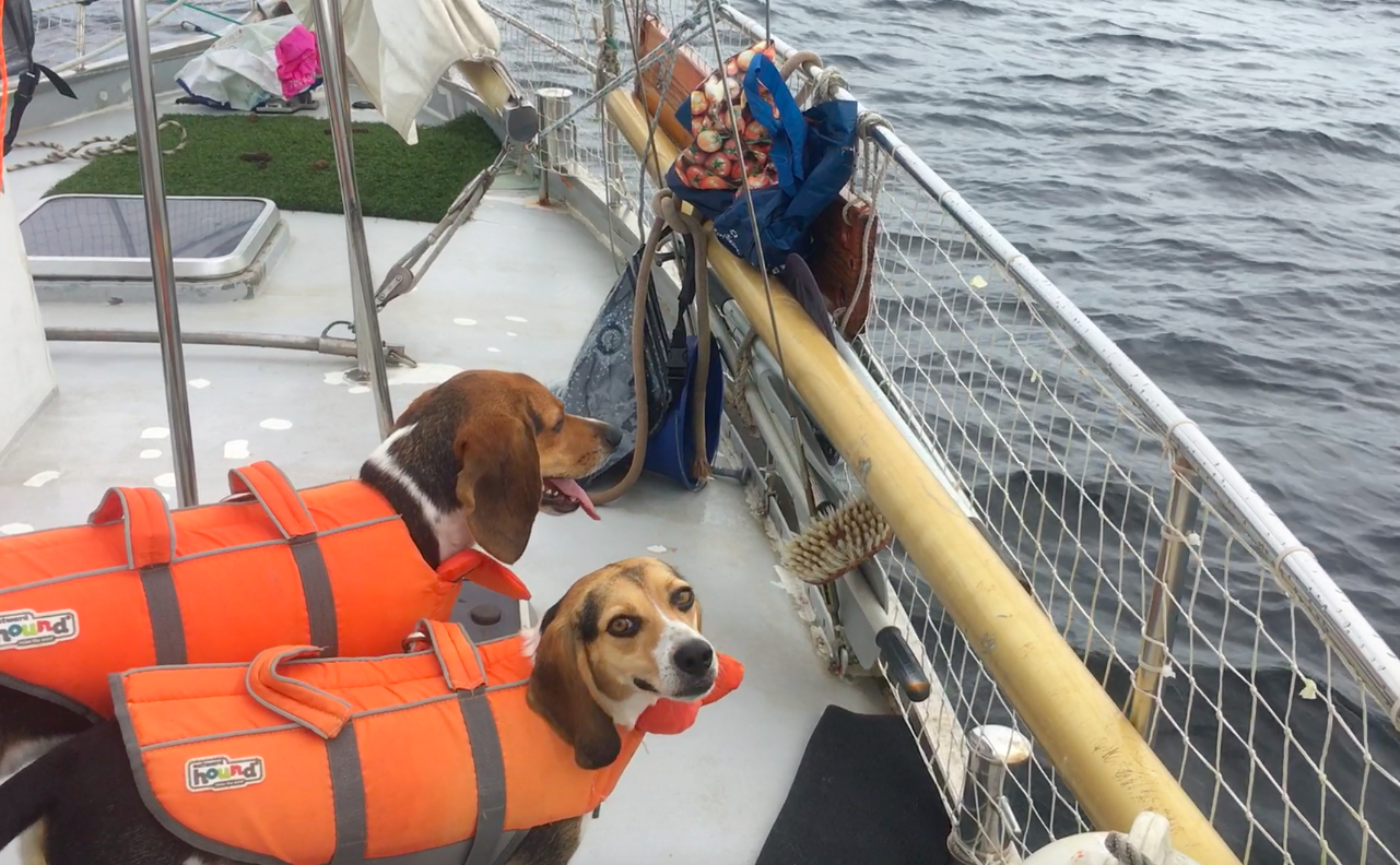 How to Sail with Dogs - Pets on Board — Navigate Content