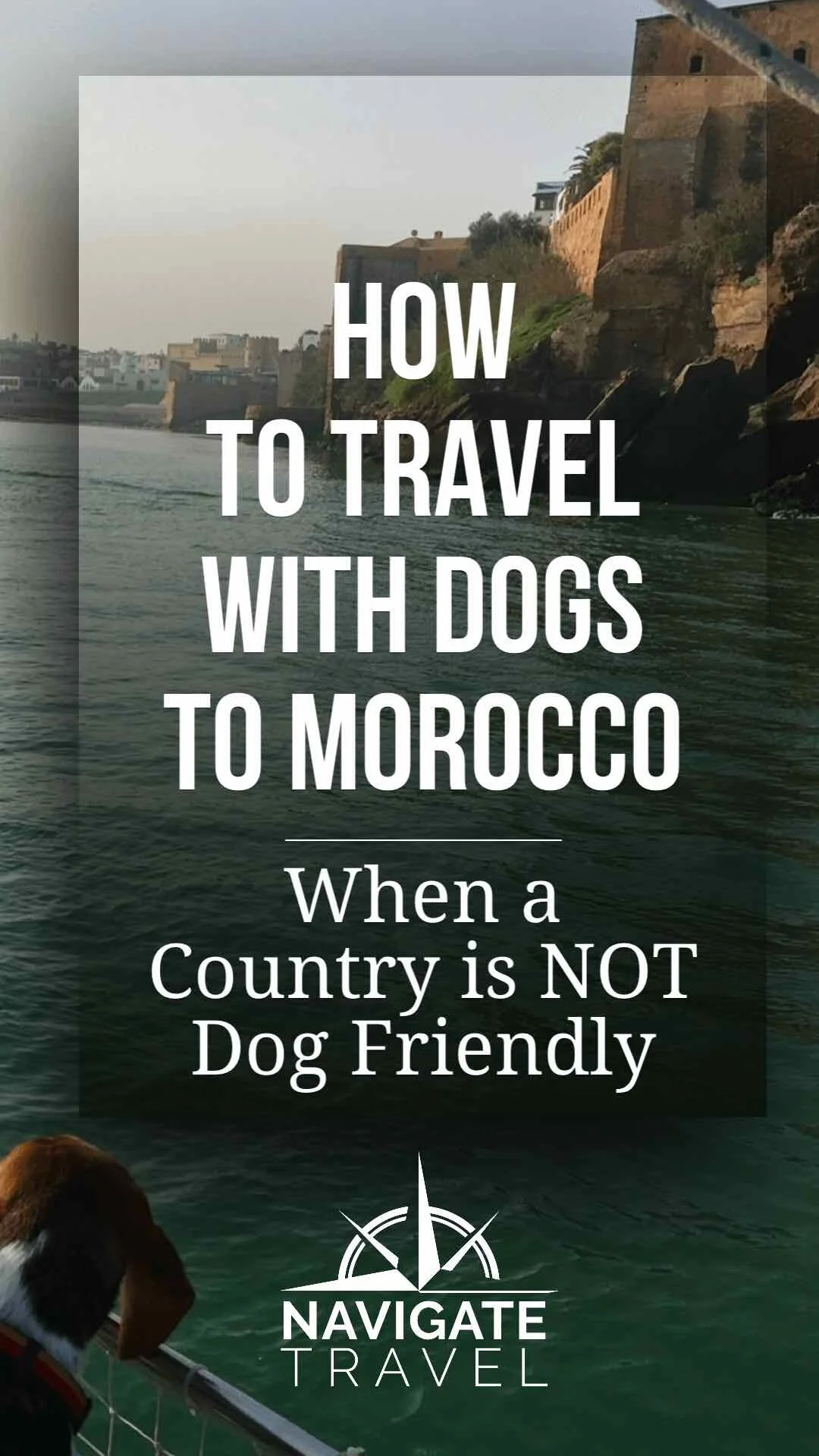 How to Travel with Dogs to Morocco—When a Country is NOT Dog Friendly ...