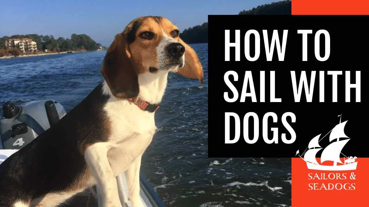 How to Sail with Dogs - Pets on Board — Navigate Content