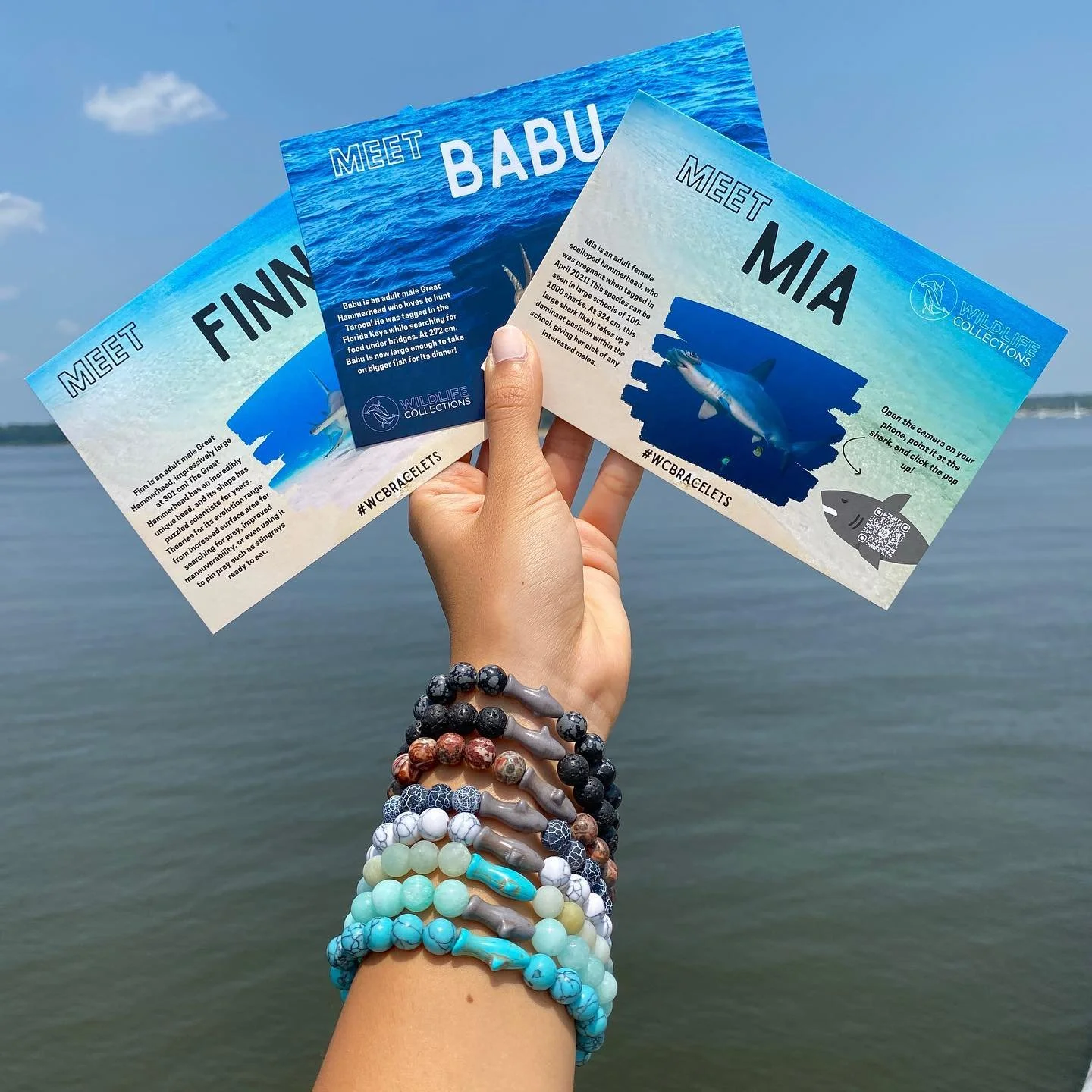 Marine Life Conservation - Save the Sea Turtles and Sharks — Navigate ...