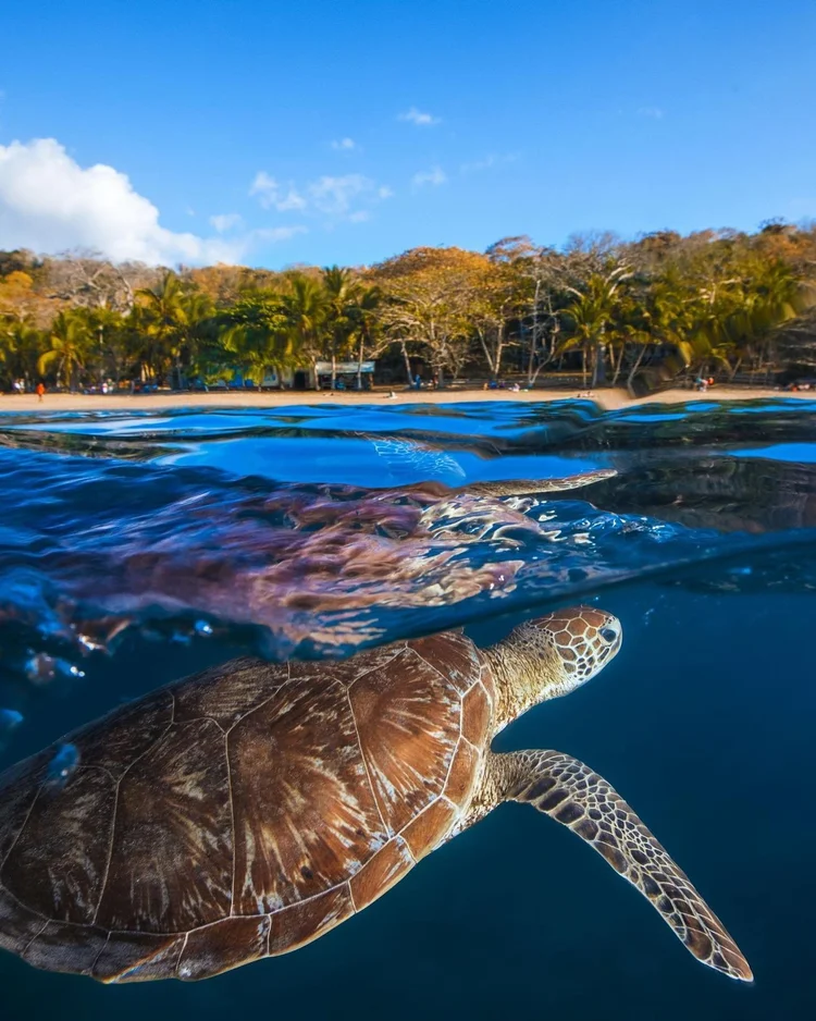 Marine Life Conservation - Save the Sea Turtles and Sharks — Navigate ...