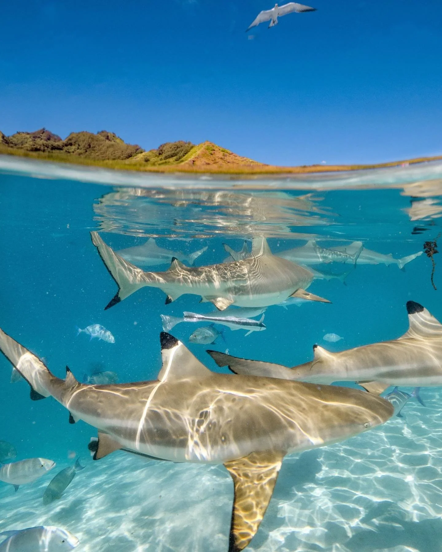 Marine Life Conservation - Save the Sea Turtles and Sharks — Navigate ...