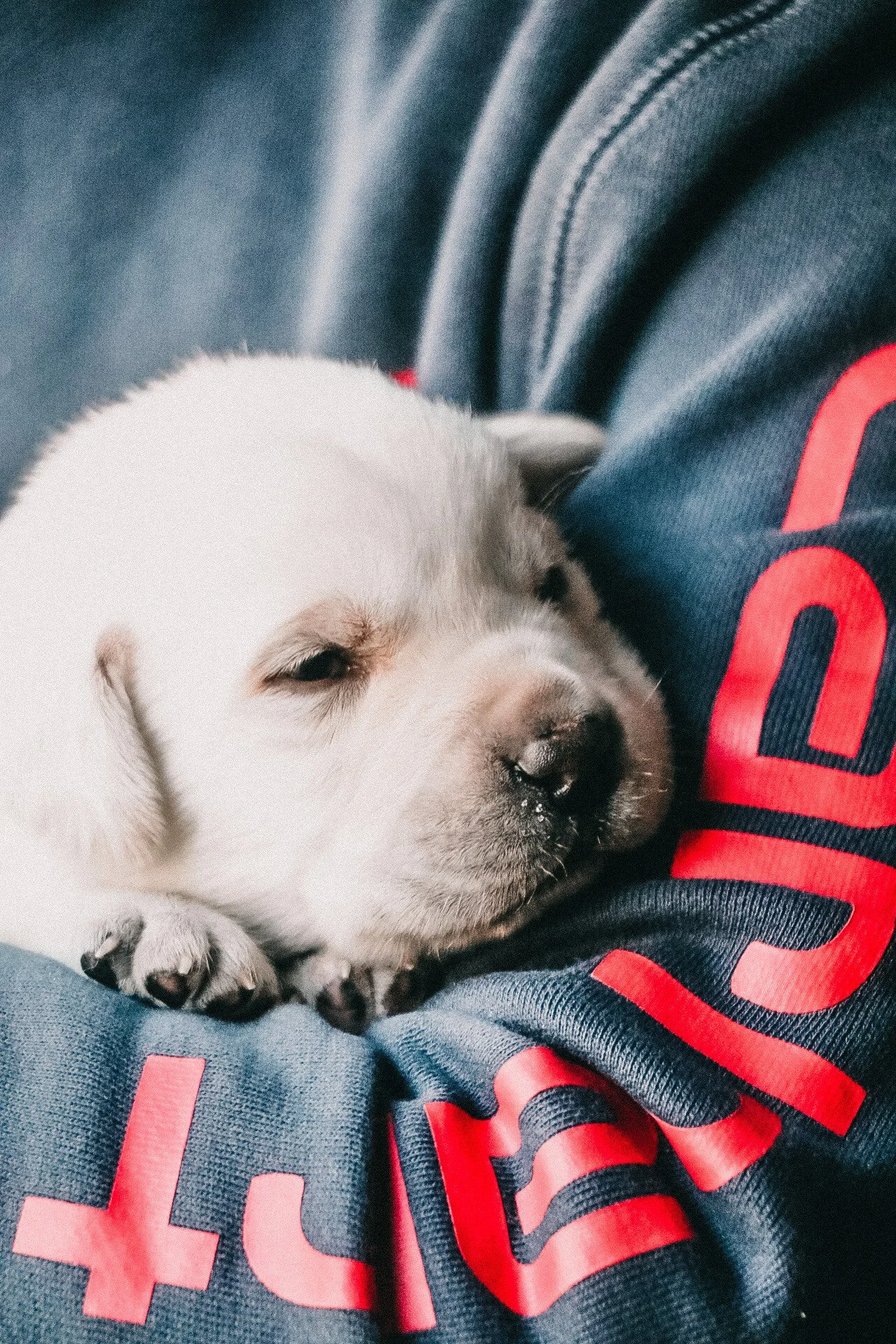 Gallery — McClan Labradors