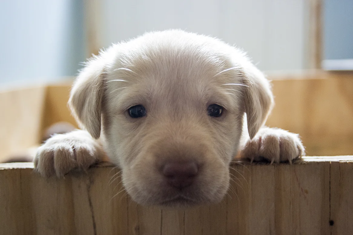 Contact — McClan Labradors