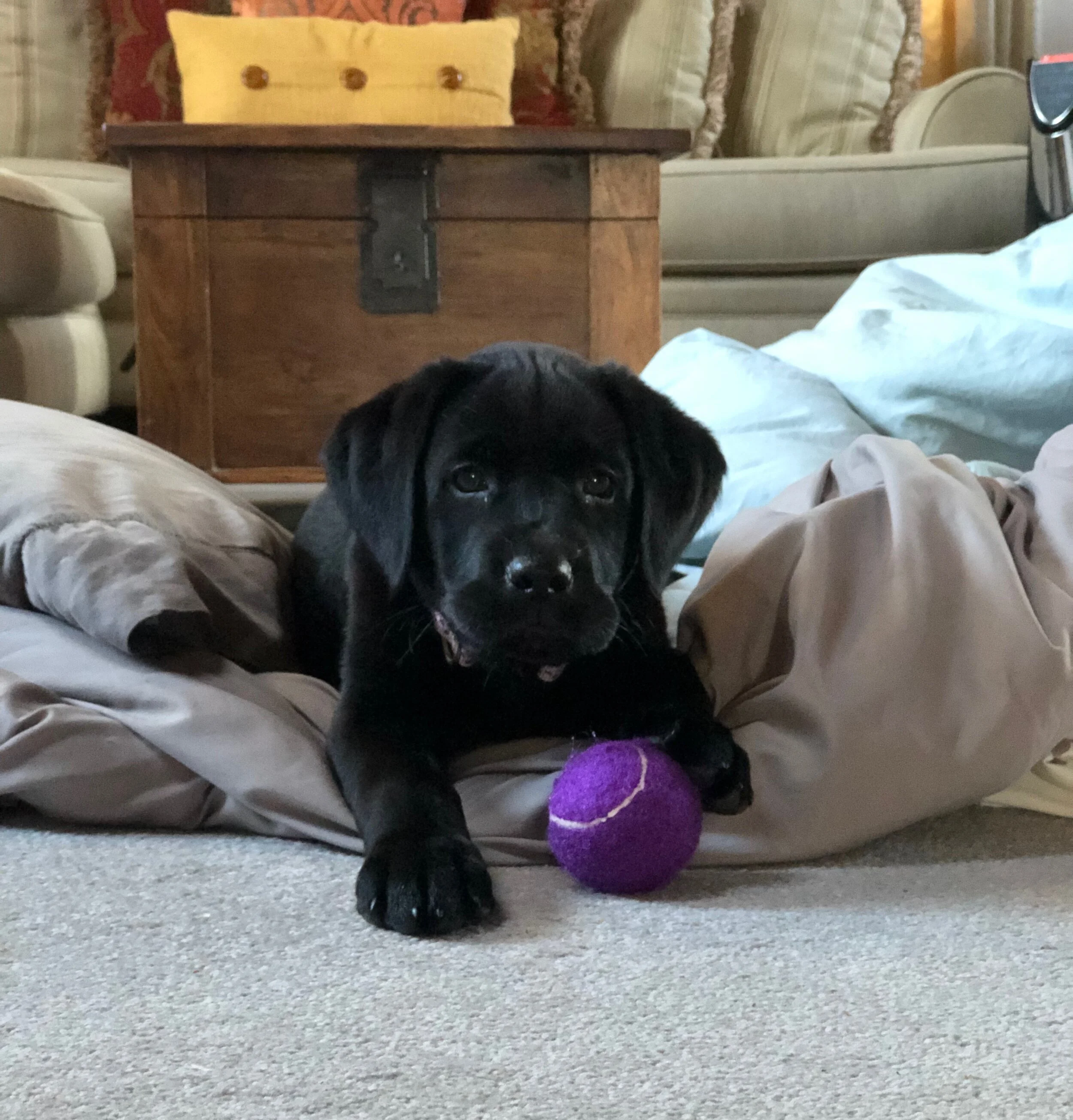 Gallery — McClan Labradors