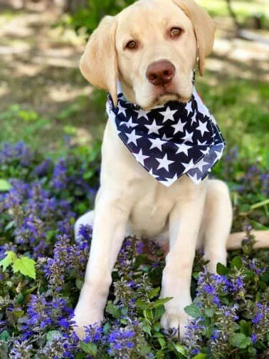 Gallery — McClan Labradors