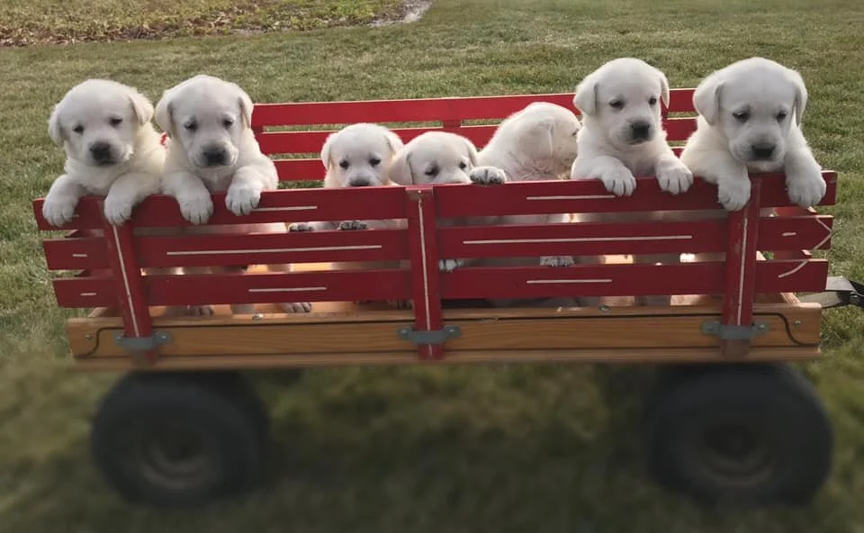 Gallery — McClan Labradors