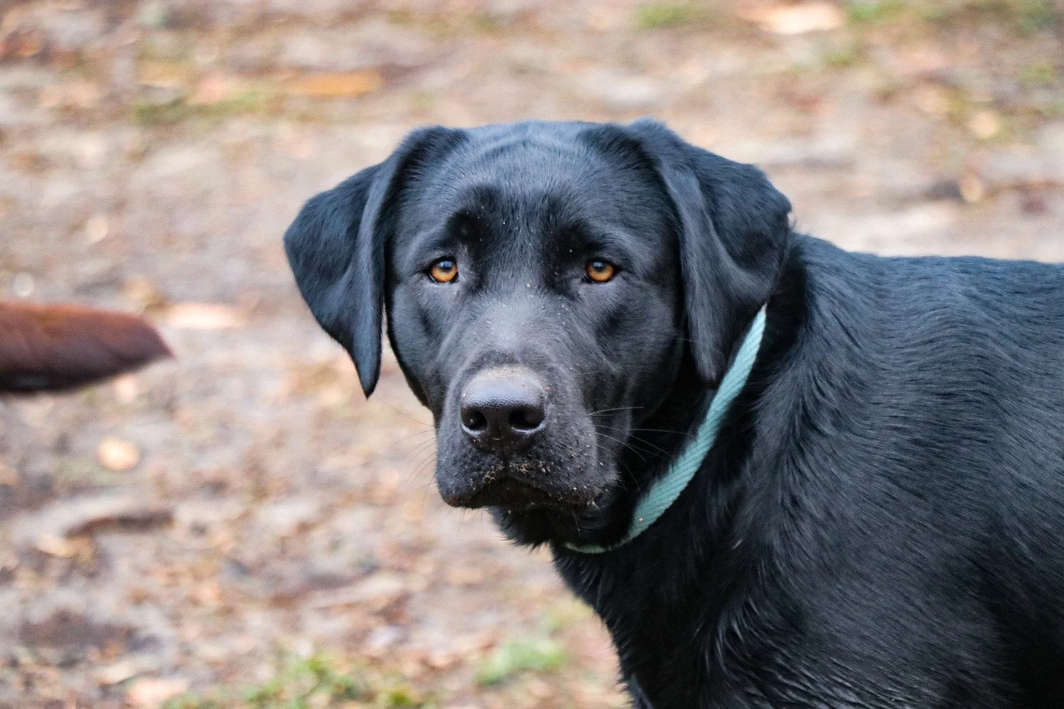 Gallery — McClan Labradors