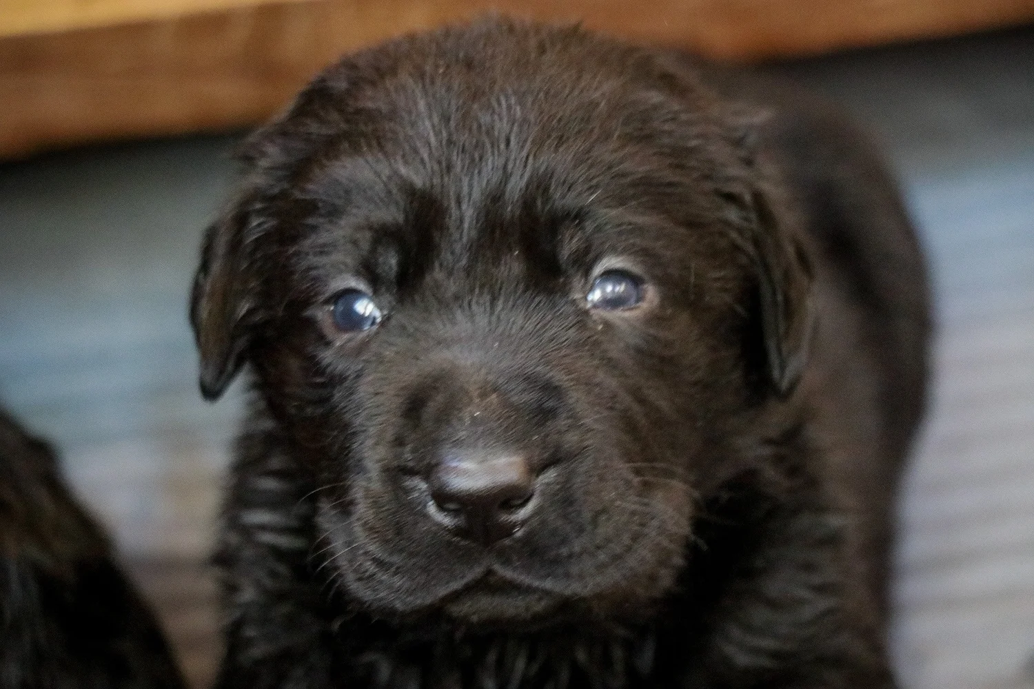 Gallery — McClan Labradors